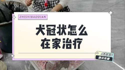 狗狗确诊冠状别慌张!在家就能做的紧急处理方案