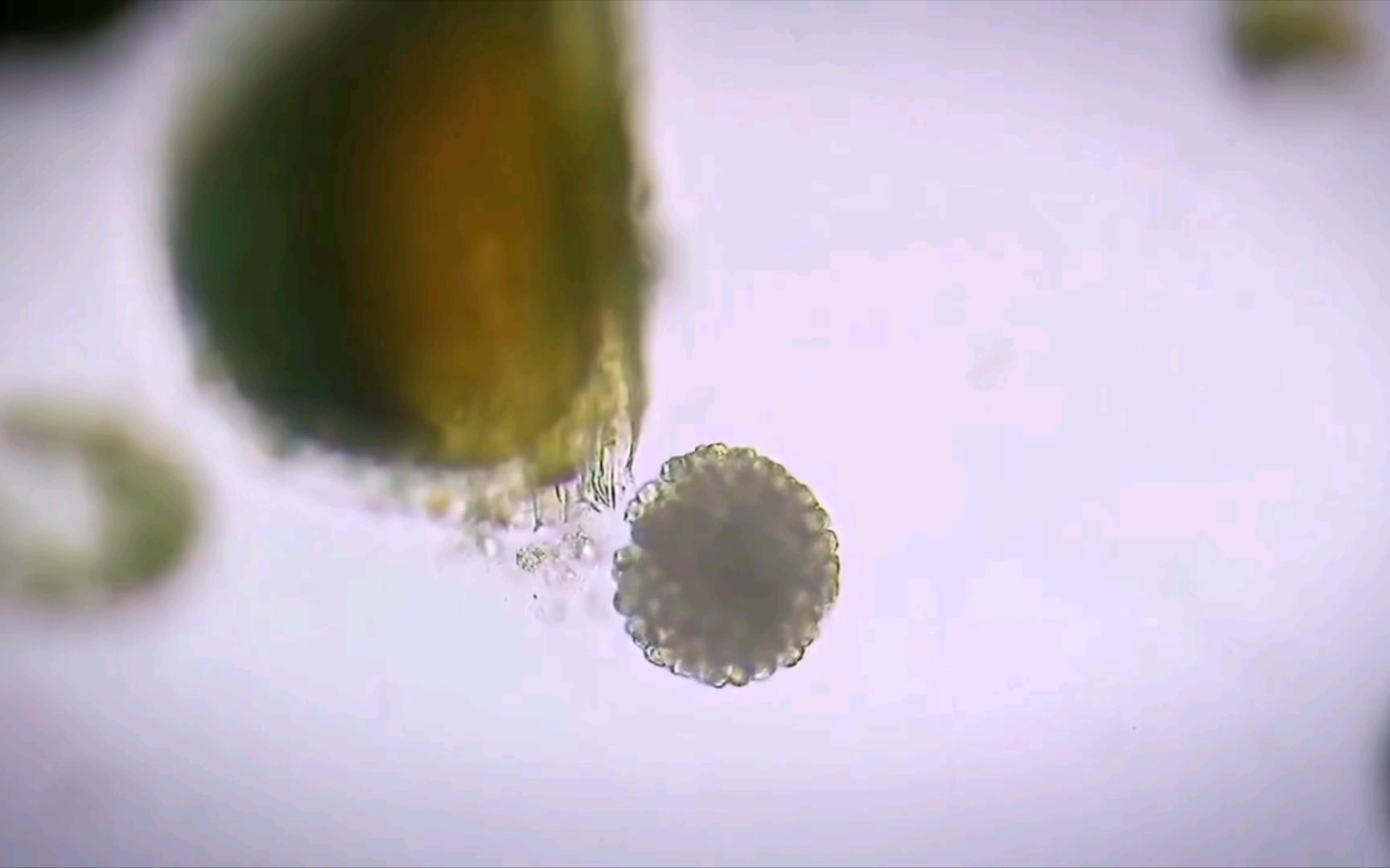 显微镜下看细菌是如何繁殖的?密集恐惧症慎入~