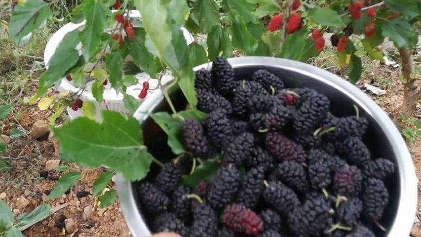 桑椹是个好东西,可以做果酱,可以泡酒,乌发养颜,功效很多!