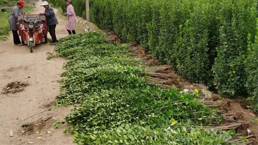 1.8米北海道黄杨树苗适合别墅栽植 绿篱植物的“大将军”