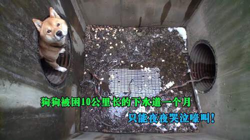 狗狗被困10公里下水道,每夜哭泣终获救,暖心结局看哭众人!