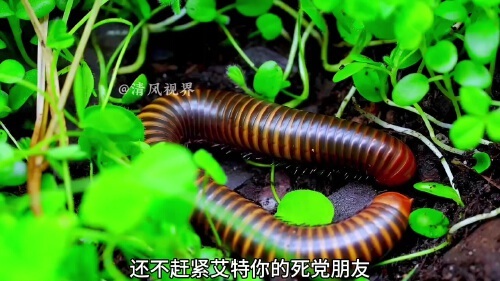 在家模拟一个地球生态缸见证它天的种族崛起与兴衰奇闻趣事生态缸...