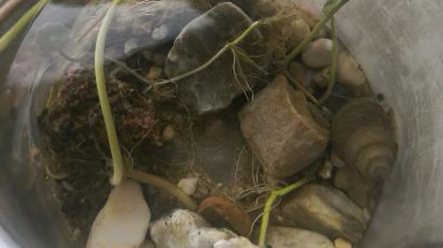 利用学到的知识制作一个生态瓶,让小鱼生活的更好