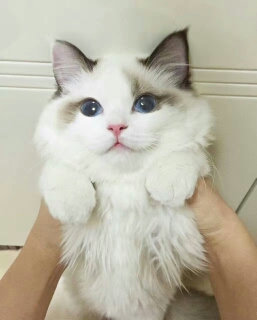 哔哩猫12138 