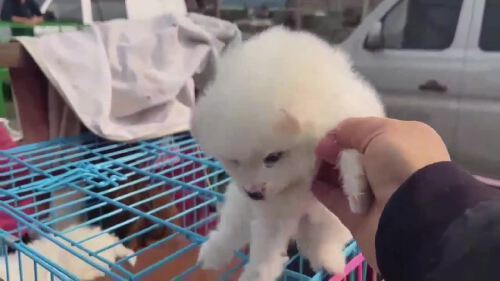 白狐犬价格大揭秘!万元一只的萌宠你心动了吗?