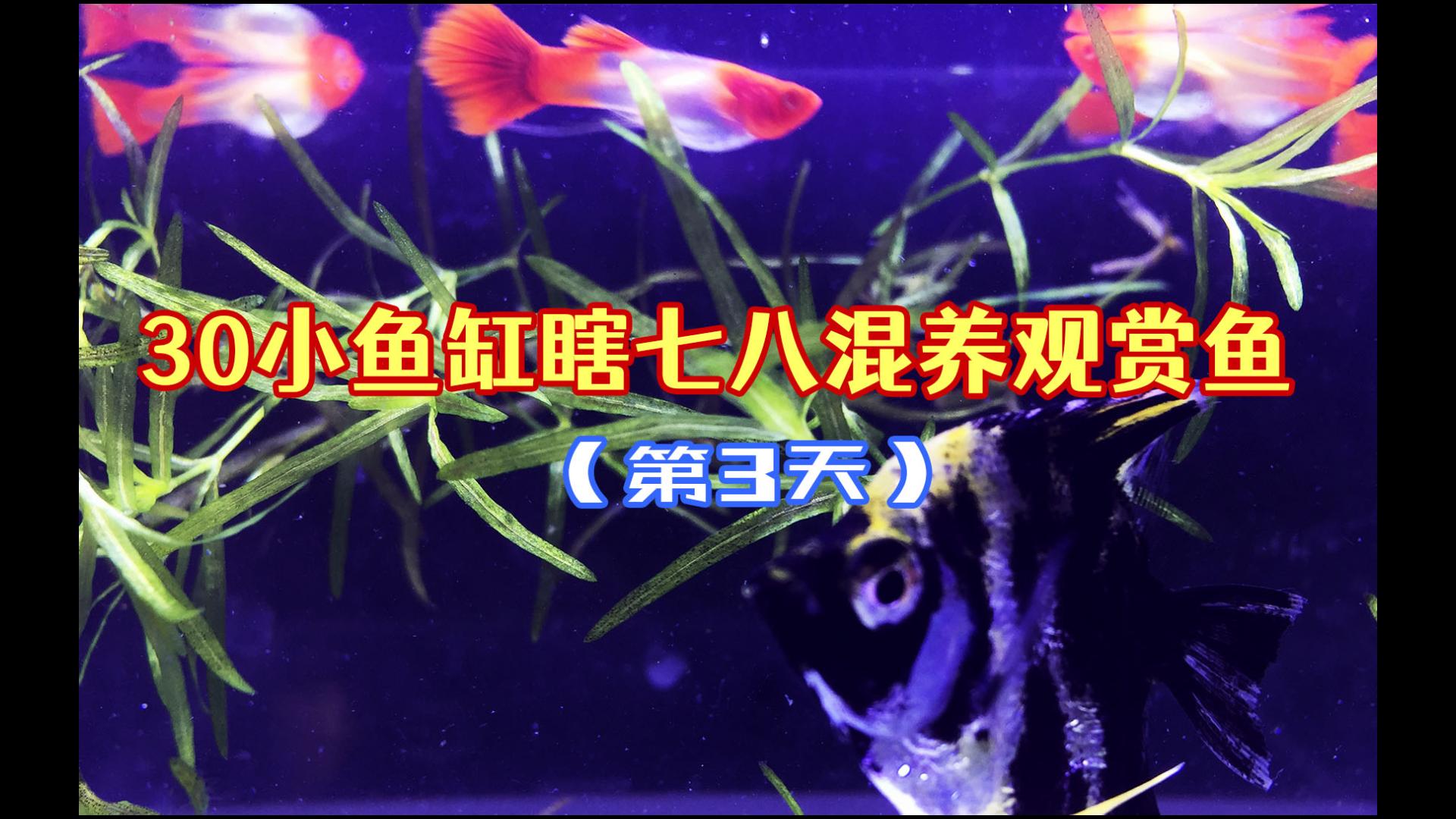 【3】混养孔雀鱼、神仙鱼、天使鱼,30鱼缸里混养80条小型观赏鱼