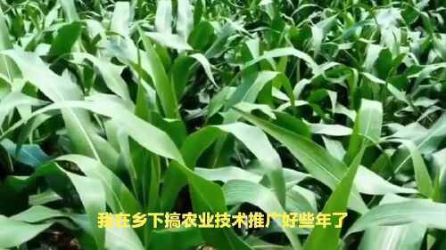 玉米叶别再扔了!实测惊人功效,煮水喝竟有这些神奇作用