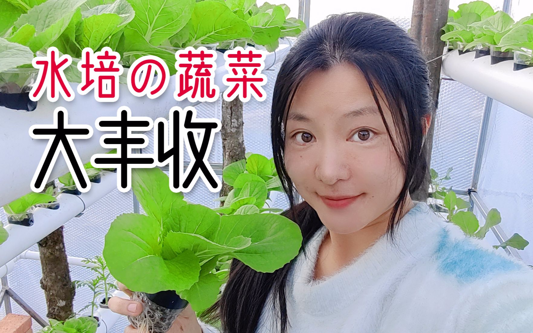 种下20天的无土栽培小白菜可以吃啦!