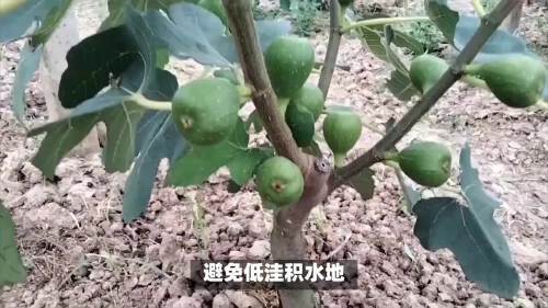 种无花果树的禁忌有哪些