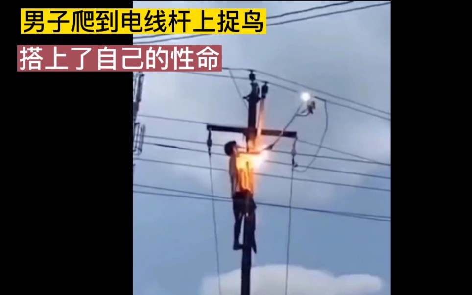 安全事故(第32期):男子爬山电线杆捉鸟,搭上了自己的性命