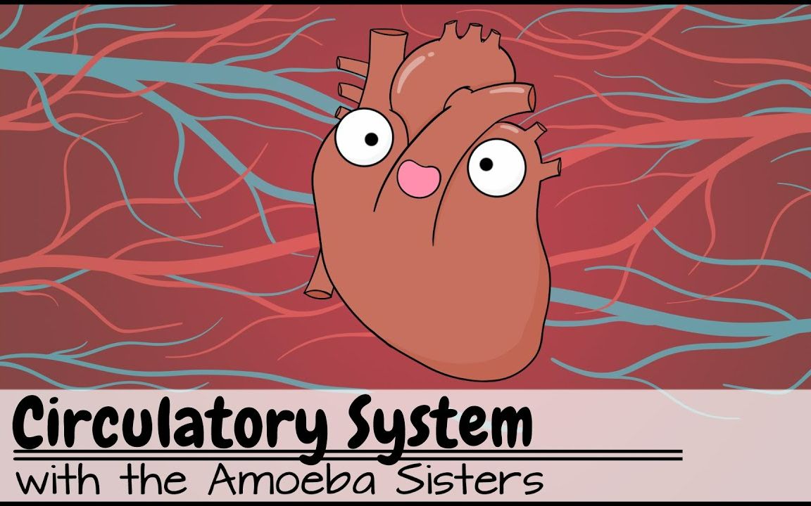 【Amoeba Sisters科普】血液循环系统和血液通过心脏的途径(中英文...