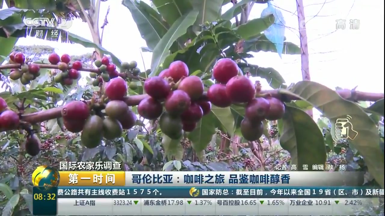 【第一时间】咖啡控福利:围观哥伦比亚咖啡种植园
