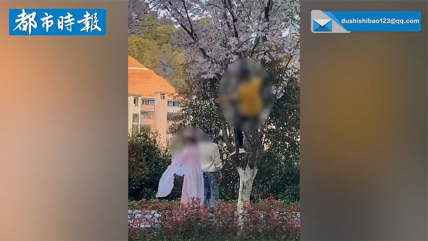 男孩为造樱花雨强行摇晃树枝