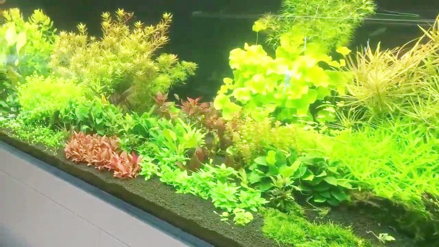 看我的草缸有多长,水是按吨计算,这样的鱼缸才是纯草缸