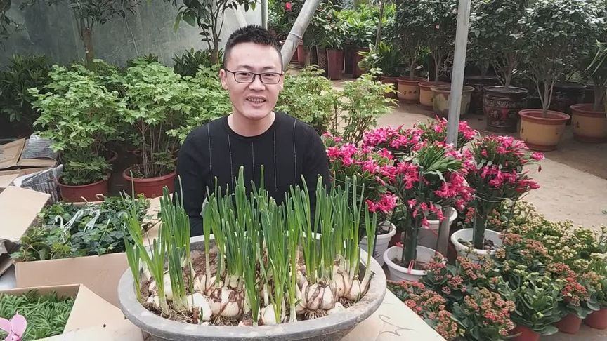 水仙花水培之外,你知道还有别的种植方式吗?