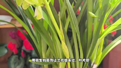 兰花养护新革命!微生物菌剂是神助攻还是智商税?