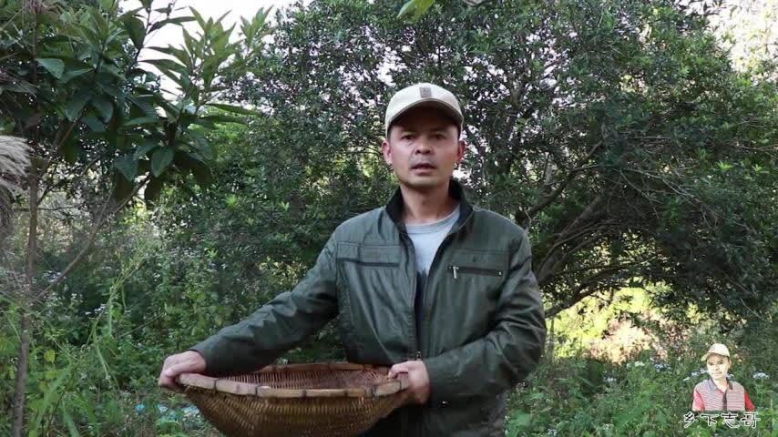 枇杷开花了,却要将它摘掉,农村大哥来告诉你枇杷花的作用