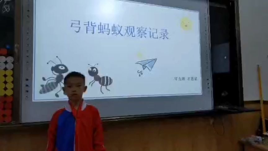 弓背蚂蚁观察记录