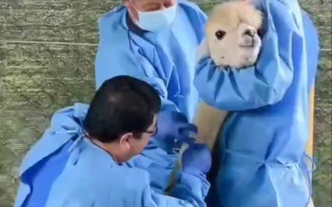 康体生命羊驼免疫、纳米抗体定制CRO服务 咨询电话18923870345