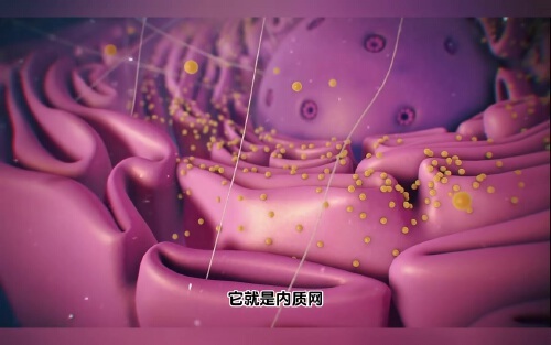 高中生物学动画演示:内质网的结构和功能