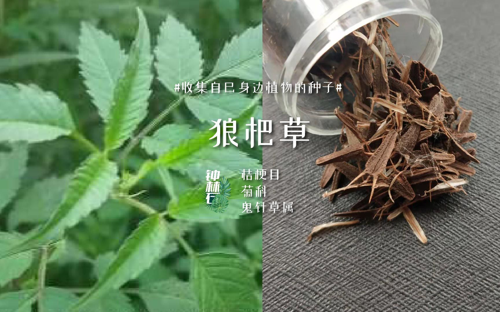 24号种子【狼杷草】对生一叶小狼杷,清热解毒