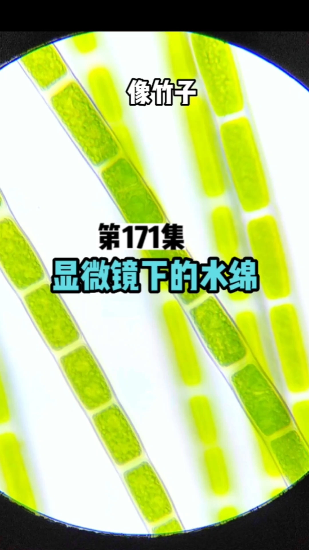 第171集 显微镜下的水绵,神奇吗?