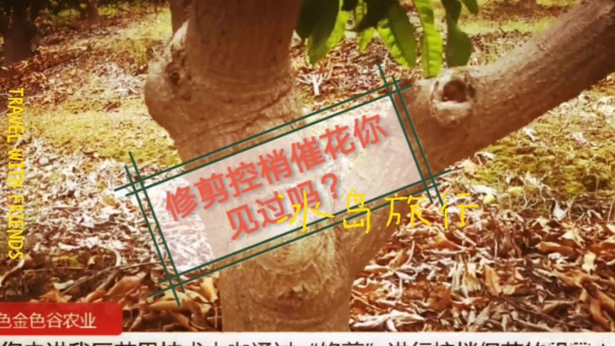 修剪控梢促花技术#芒果管理新技术#芒果修剪 #农技推广 #农资营销