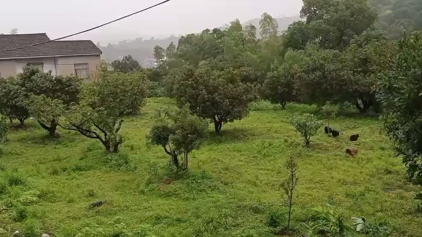 新鲜杨梅不好保存,今天将他们做成存手工杨梅果酱,健康果酱