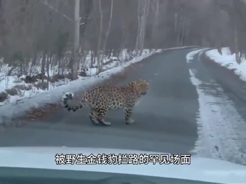 深山驾车突遇拦路"金主"!野生金钱豹对视震撼瞬间