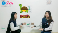 耐思糖果少儿英语小课堂:动物园小动物英文介绍