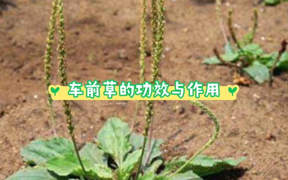 车前草功效与作用