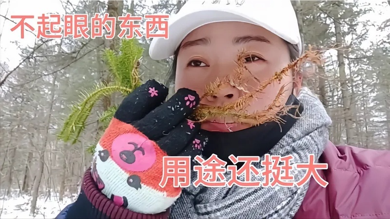 黑龙江山里随处可见的都是宝贝,雪地里的草,也是一种中药材