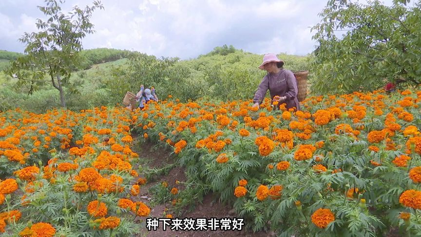 #农业种植 计划目标:三年之内突破产值7000万元!#万寿菊