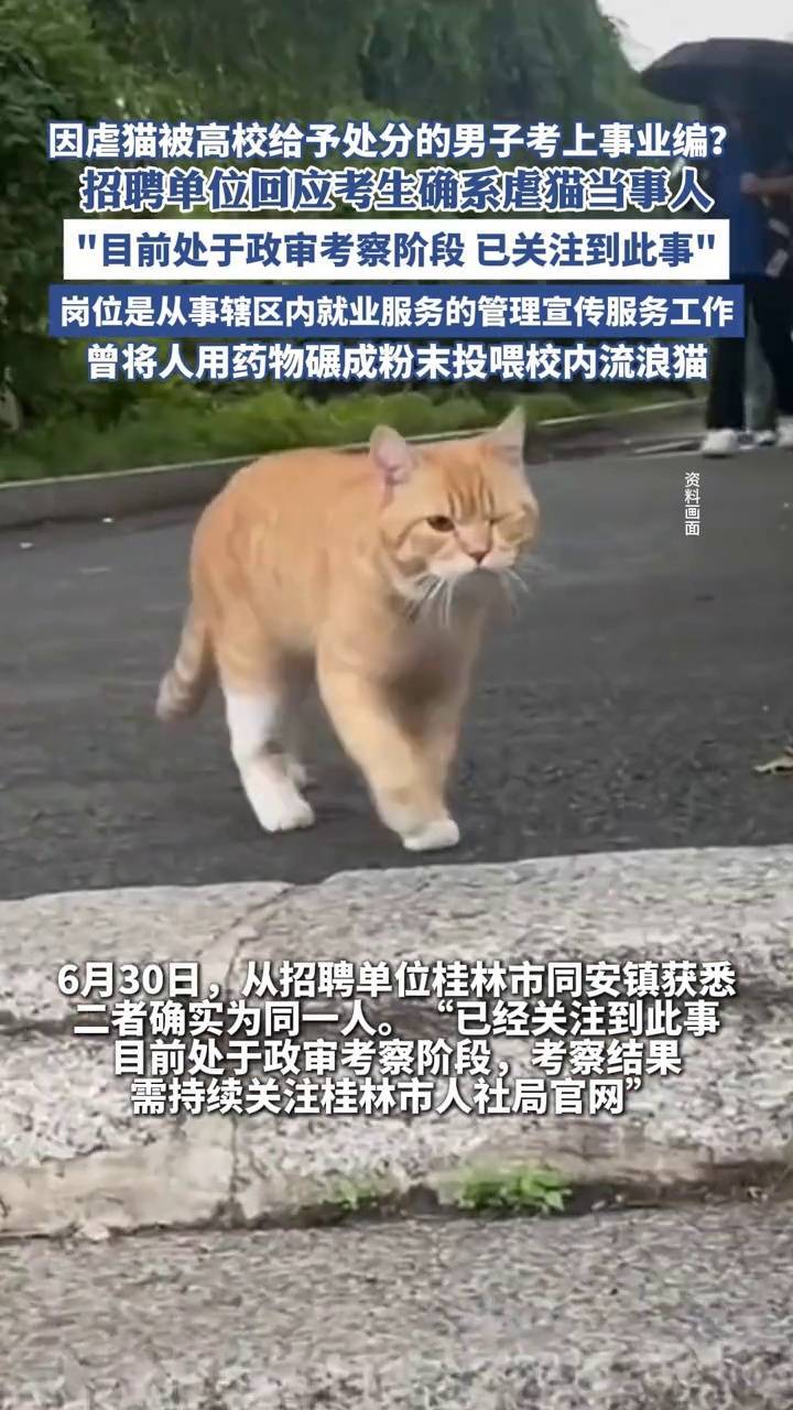 因虐猫被高校给予严重警告处分的男子考上事业编? 招聘单位回应考生...