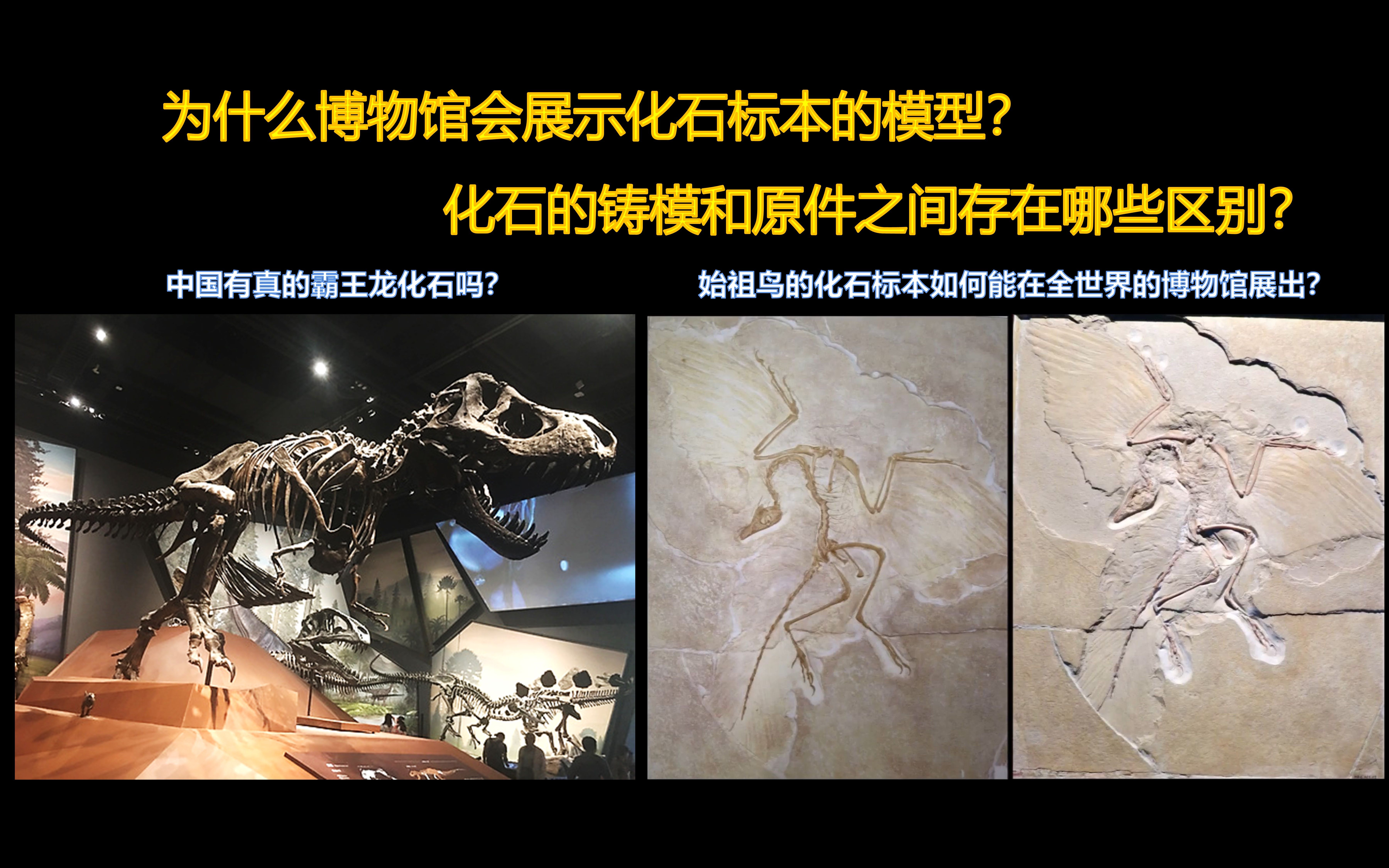 ...博物馆里的化石有多少是真家伙?一起来了解化石的铸件模型是什么