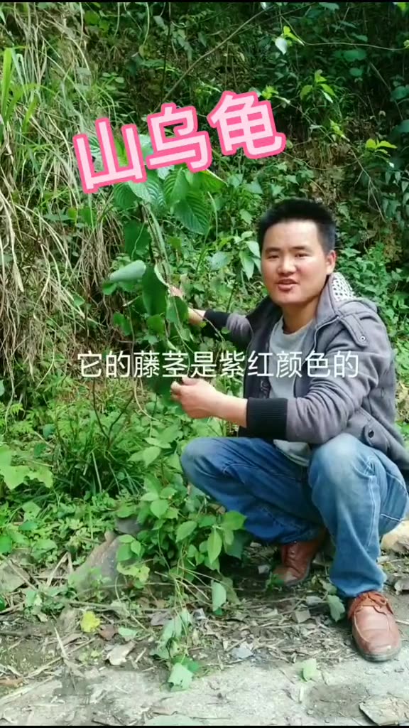农村这1种植物叫山乌龟,你见过吗