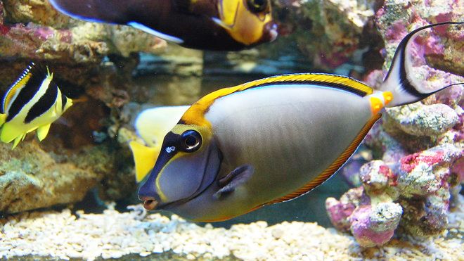 一组四分钟的海底特写幻灯片，还原一个大大的海底世界！