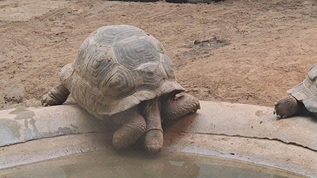 北京动物园两栖爬行动物馆的各种动物(一)。