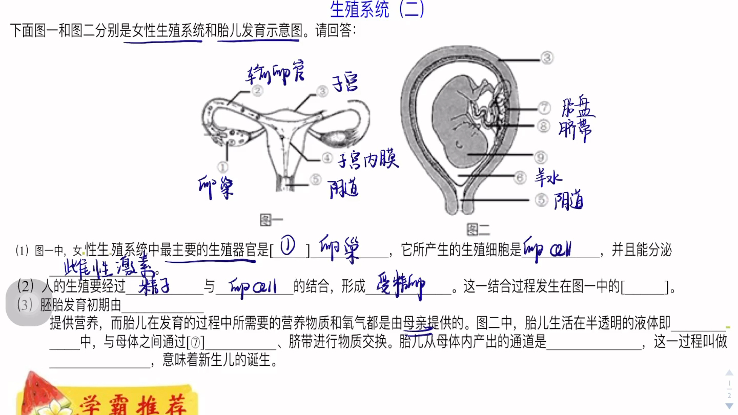 七下每日一练人的生殖(2)