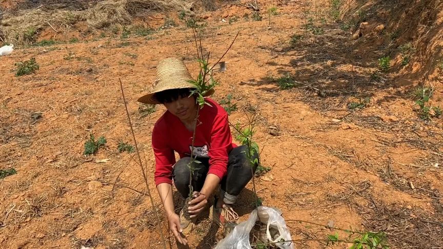 小伙在农村种树,按照这样的步骤,树根带点泥土,成活率高了很多