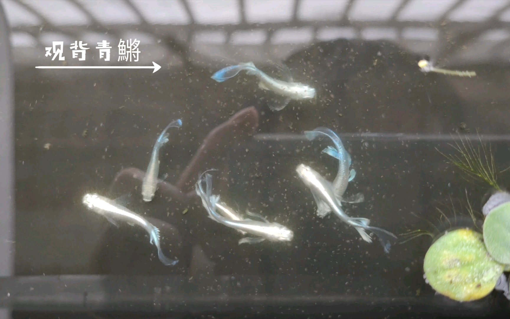 【观背青鱂】福利来了 真长鳍双色干支 带手鳍 全鳍光 (鳞光血)