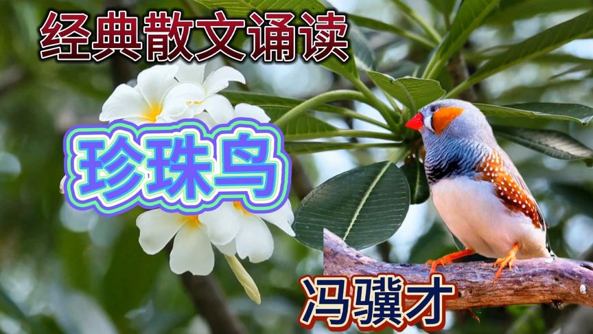 经典散文诵读《珍珠鸟》作者:冯骥才