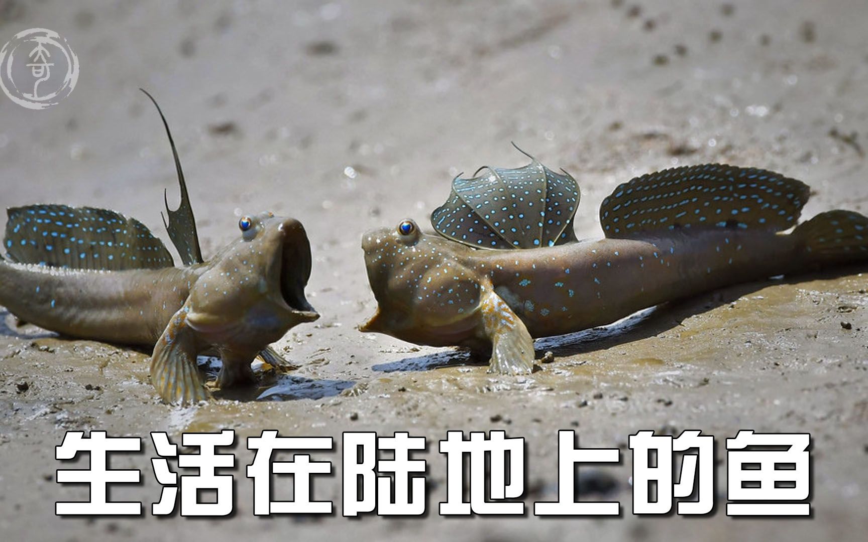 生活在陆地上的鱼!能走能跳还会上树!