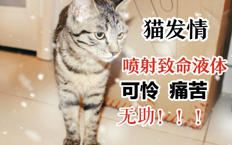 【狸花猫】母猫天天发情!喷发致命液体!痛苦!可怜!无助!