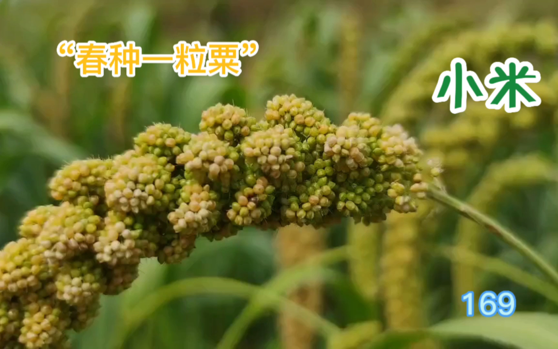 小米,“春种一粒粟”里的粟