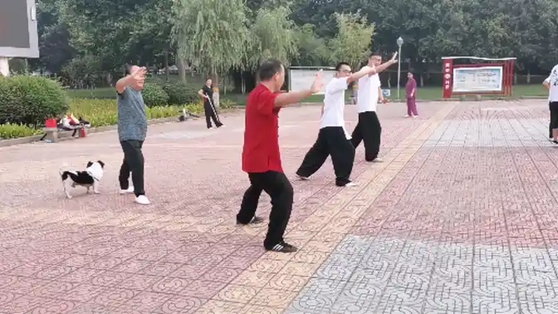 陈式太极拳白鹅亮翅的教学,细节讲解清楚