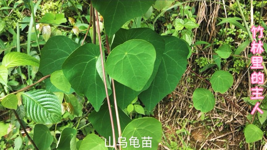 农村小伙发现盆栽园林种植理想植物,山乌龟,你见过吗?