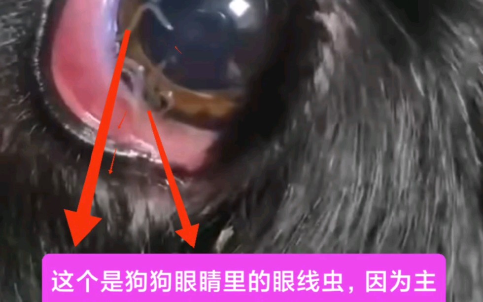 宠物狗狗眼睛里有眼线虫,引起了眼部炎症感染。宠物主人也定期驱虫,...