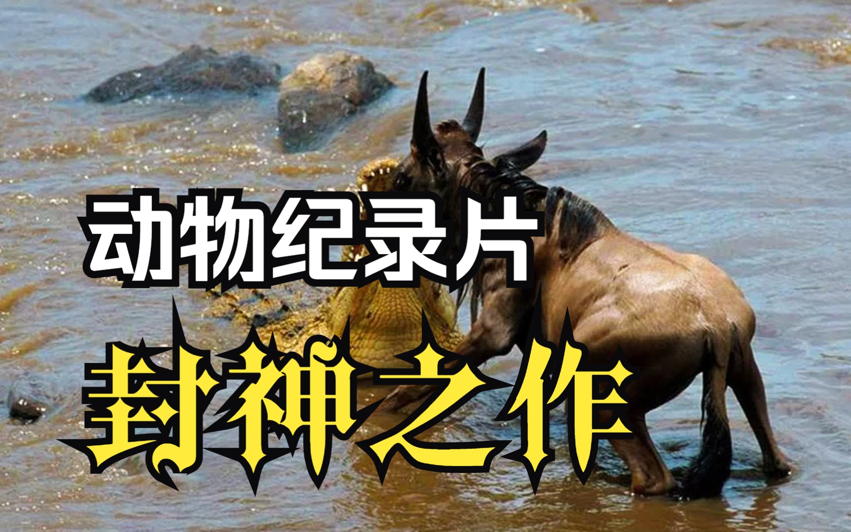 10年前拍摄,至今9.3分,动物纪录片的封神之作,每一幕都是大片即视感,...
