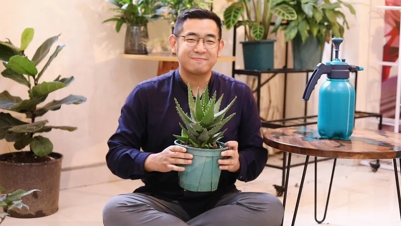 芦荟怎么养?园艺师教你,芦荟的详细养护技巧